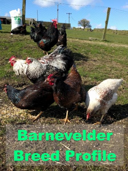 Breed Profile: Barnevelder Chicken - Backyard Poultry